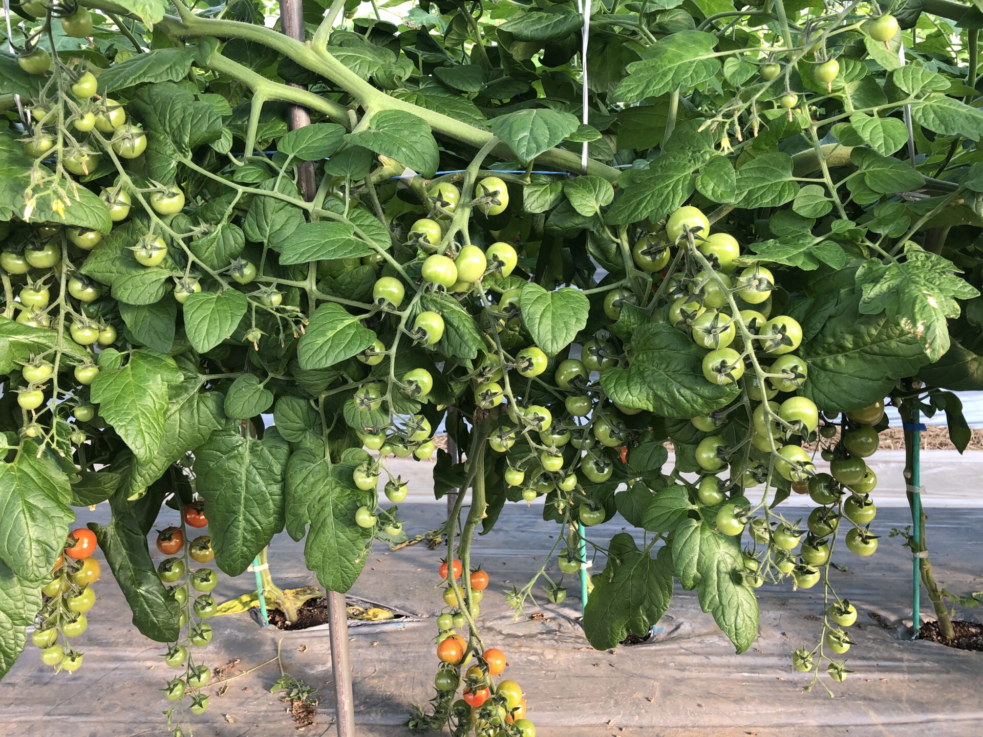 高濃度！海藻エキス「タスケルプ！」（エクロニア・マキシマ）南ア産 | サンビオティック